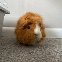 Mitsubishi Lancer Evolution IX Voltex Midnight EVO 1.0 - Assetto Corsa